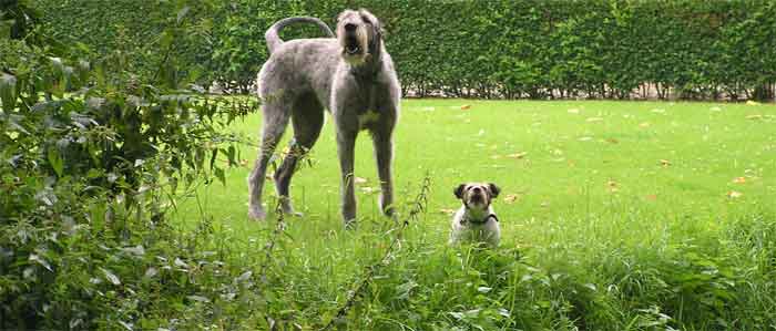 Honden Informatie Overzicht - Allesoverhuisdieren.nl